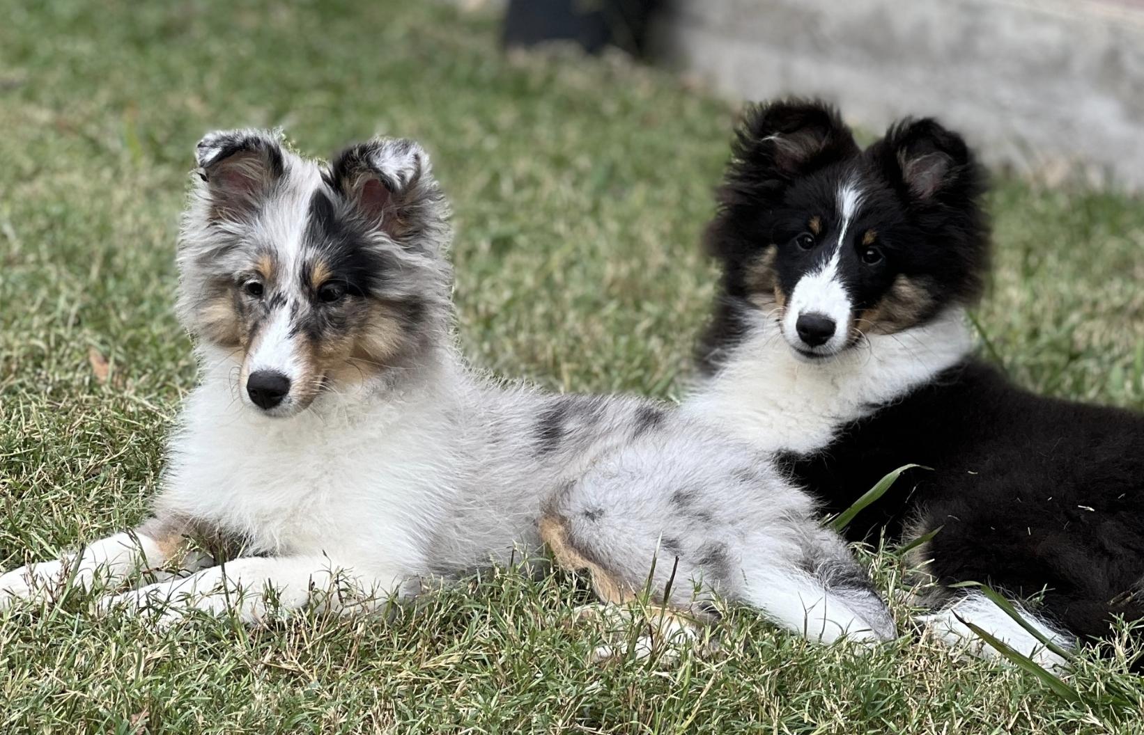 Highland Shelties in Texas | Shetland Sheepdog puppies | Good Dog