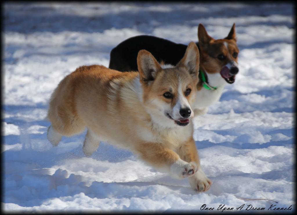 Once Upon A Dream Corgis in Idaho | Pembroke Welsh Corgi puppies | Good Dog