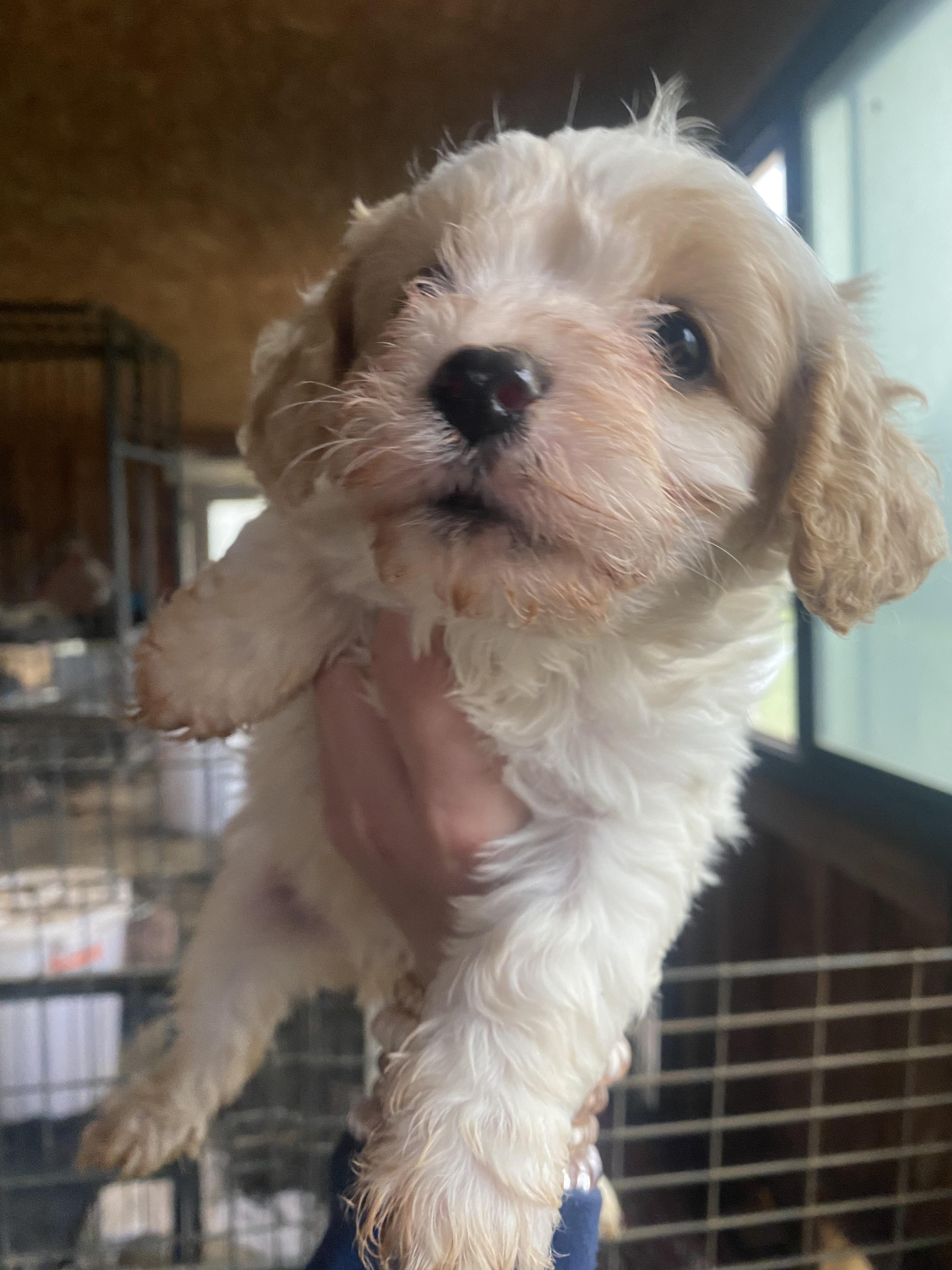 Sandy Cross Kennels in Georgia | Cavachon, Cavalier King Charles ...