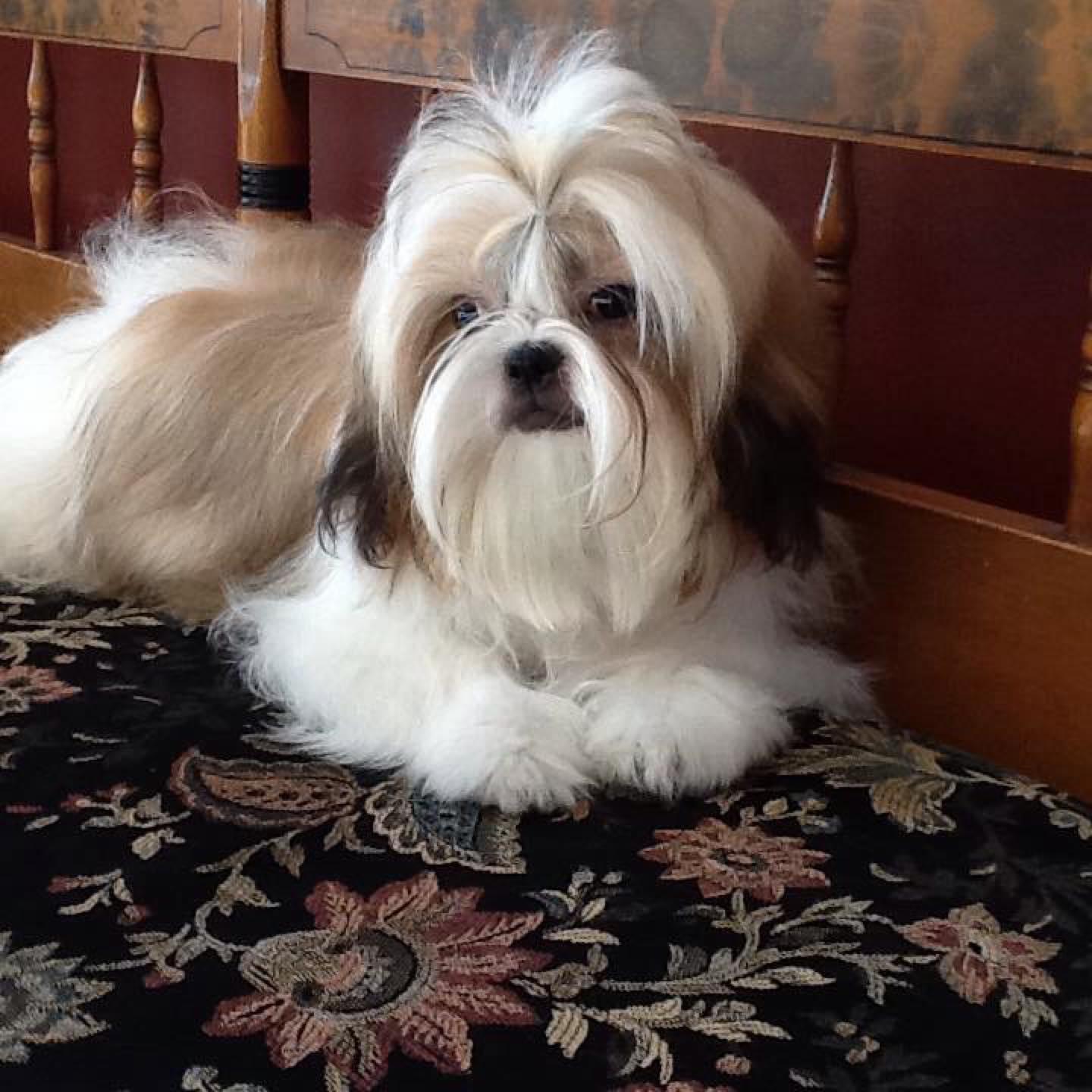 Chrissy's Shih Tzus in Indiana | Shih Tzu puppies | Good Dog