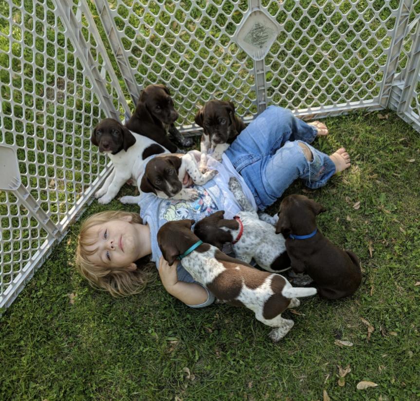 Fleming German shorthaired Pointers in Wisconsin | German Shorthaired ...