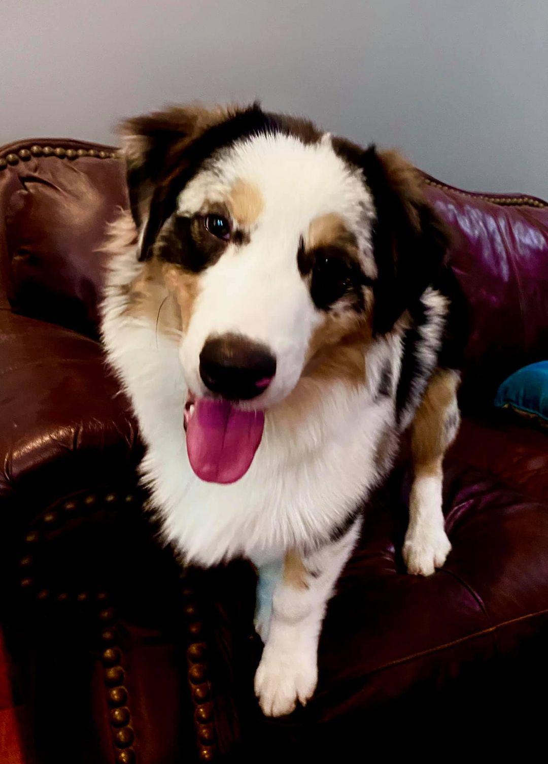 Phyllis Six Pierce in Georgia | Australian Shepherd and French Bulldog ...