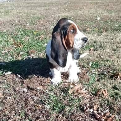 Kickapoo Bassets in Missouri | Basset Hound puppies | Good Dog