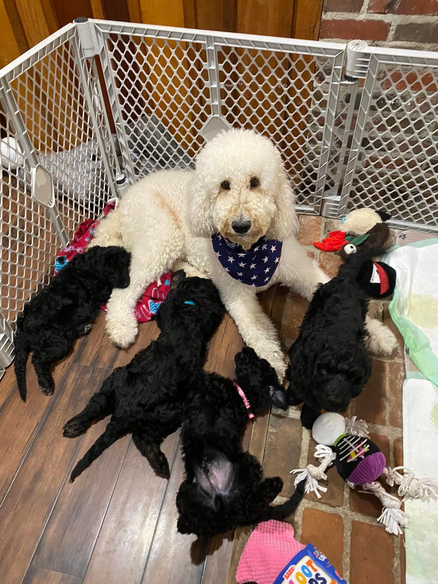 Donna Pierce's Goldendoodles & Double Doodles in South Carolina ...