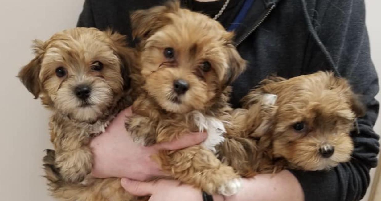 Golden Glen Havanese in Massachusetts | Havanese puppies | Good Dog