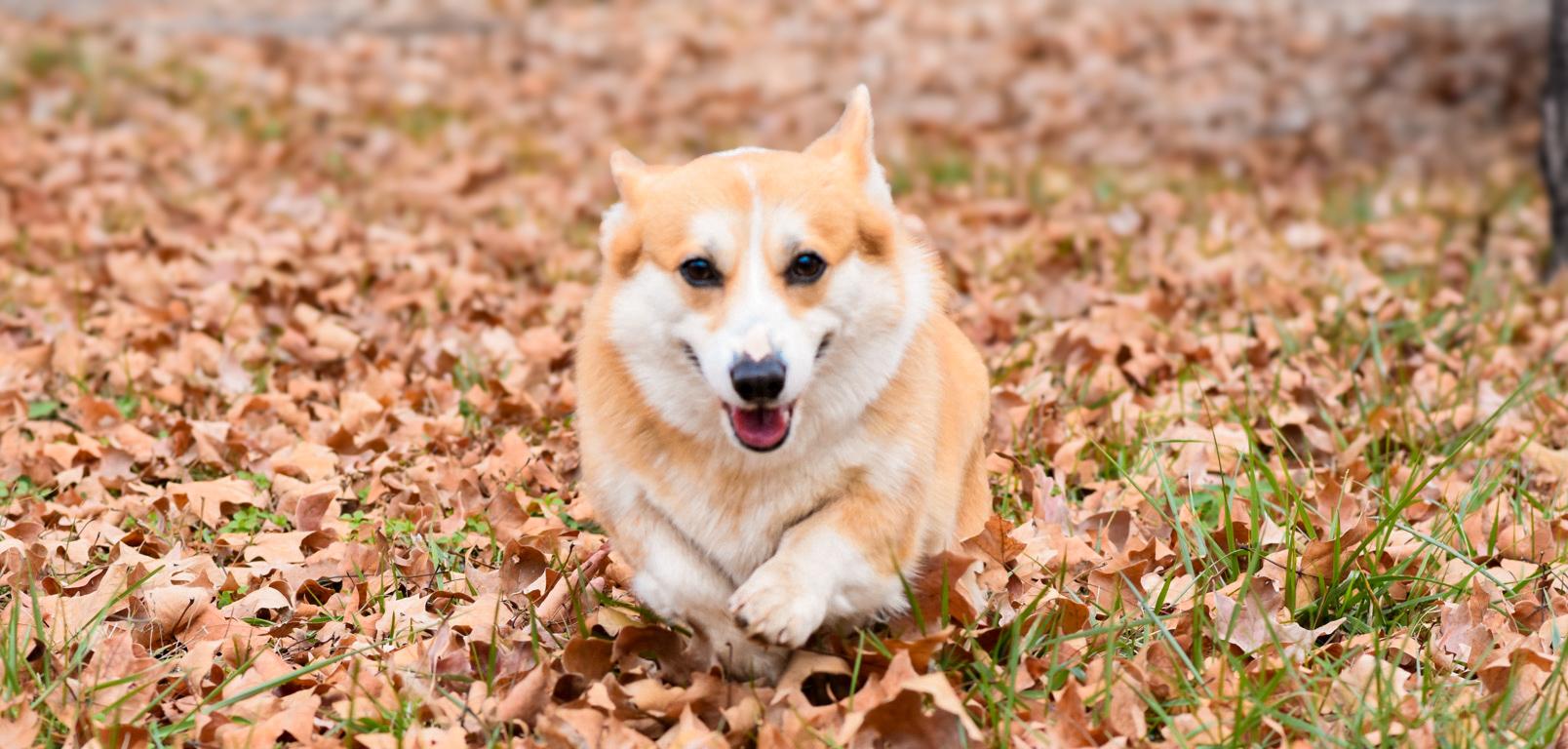 Brilliant Breeds in Kansas | Pembroke Welsh Corgi puppies | Good Dog