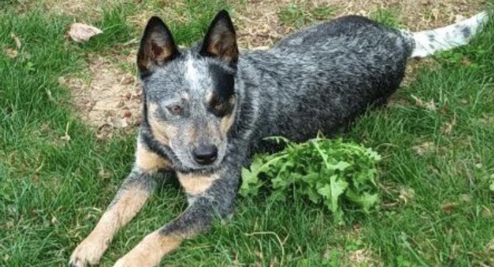 Moonlit Ranch in Nebraska | Australian Cattle Dog, Cardigan Welsh Corgi ...