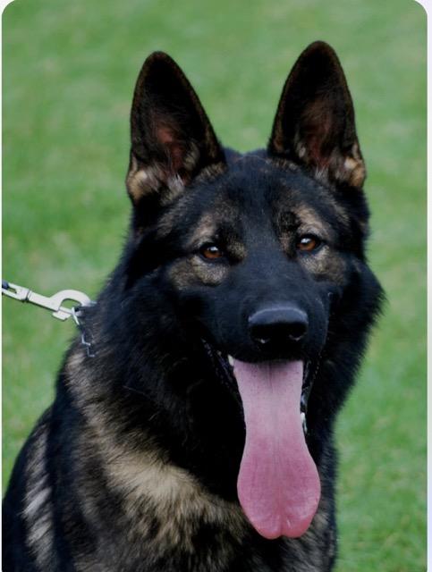 Guardian Working Shepherds in Oklahoma | German Shepherd puppies | Good Dog