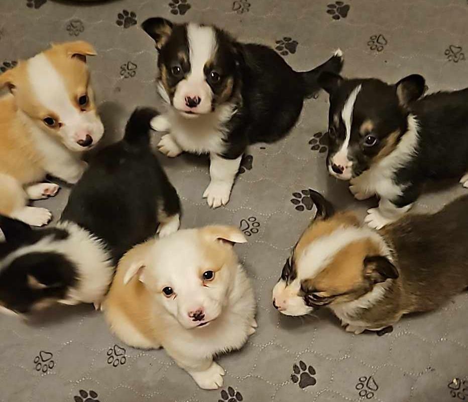 Gingersnap Pembroke Welsh Corgis in Washington | Pembroke Welsh Corgi ...