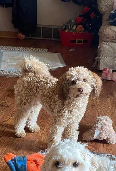 Cavapoo Pups in Minnesota | Cavapoo puppies | Good Dog