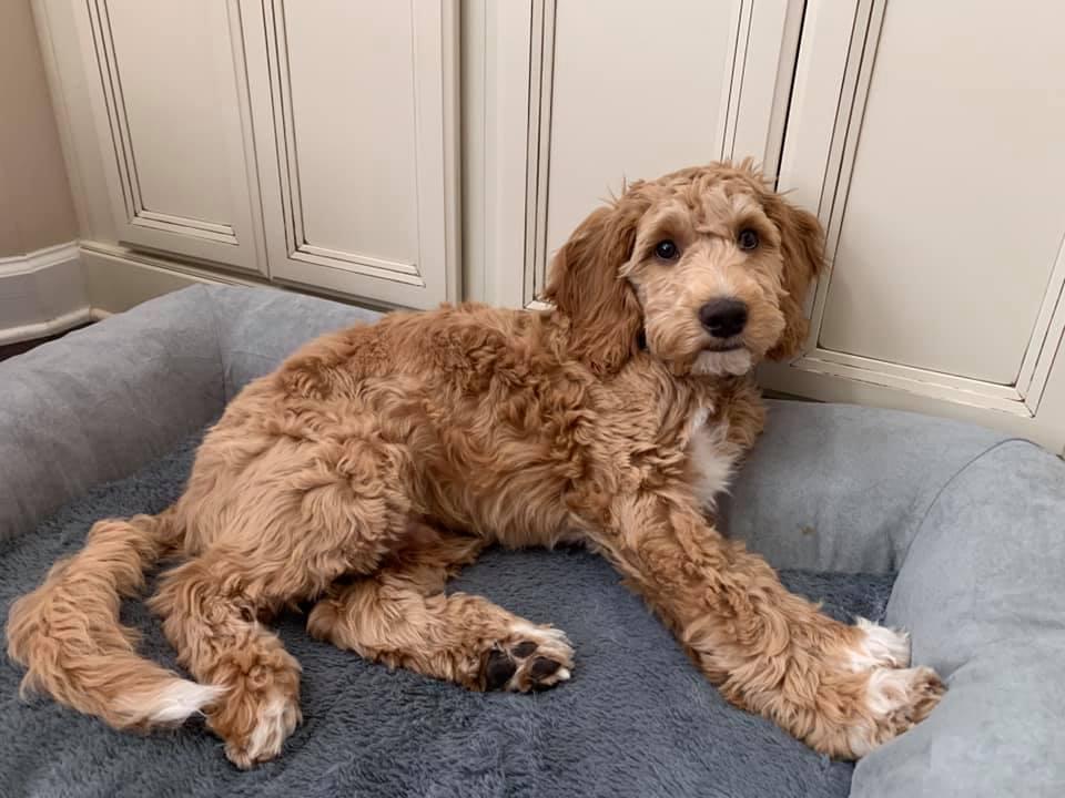 Simply Sweet Doodles in Georgia | Goldendoodle puppies | Good Dog