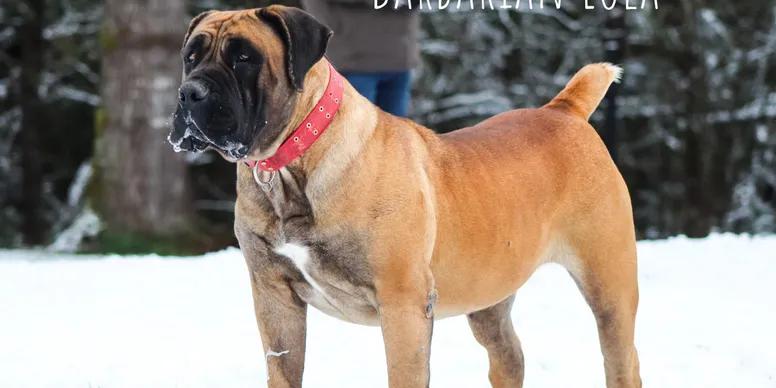 Barbarian Boerboels in Illinois | Boerboel puppies | Good Dog