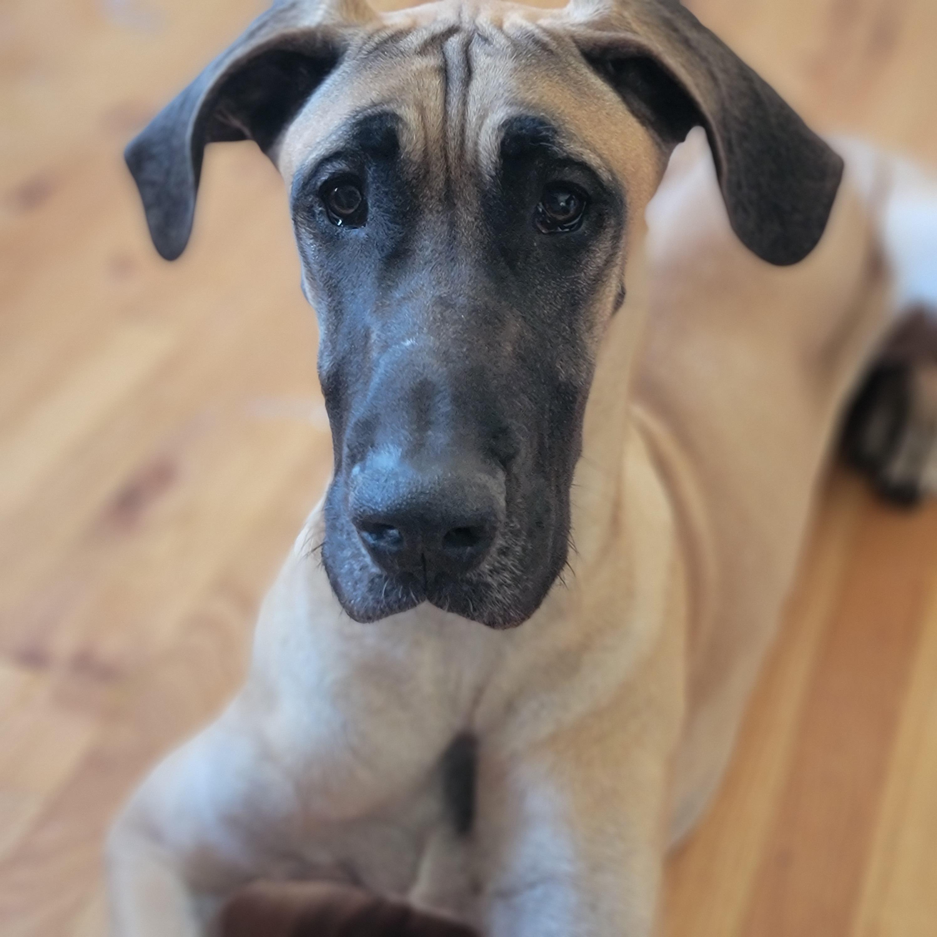 Tundra Rose Kennels in Colorado | Great Dane puppies | Good Dog