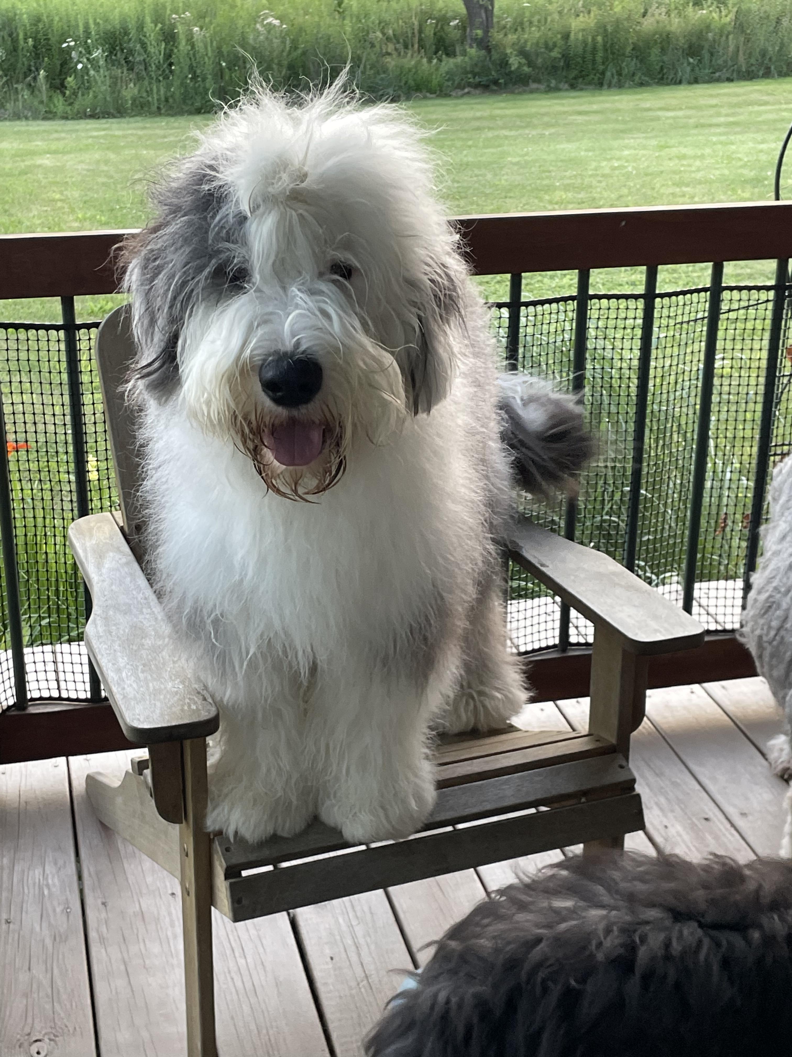 Owasco Valley Sheepies in New York | Old English Sheepdog puppies ...