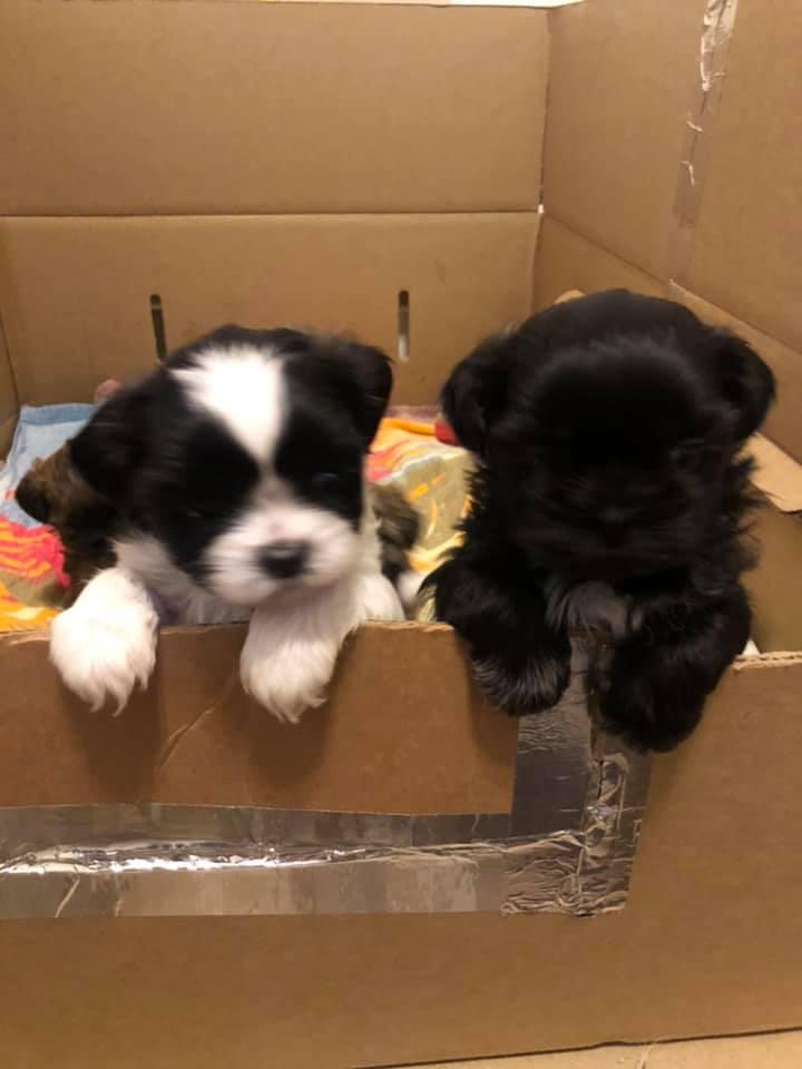 Shih_tzufam3 in Utah | Shih Tzu puppies | Good Dog
