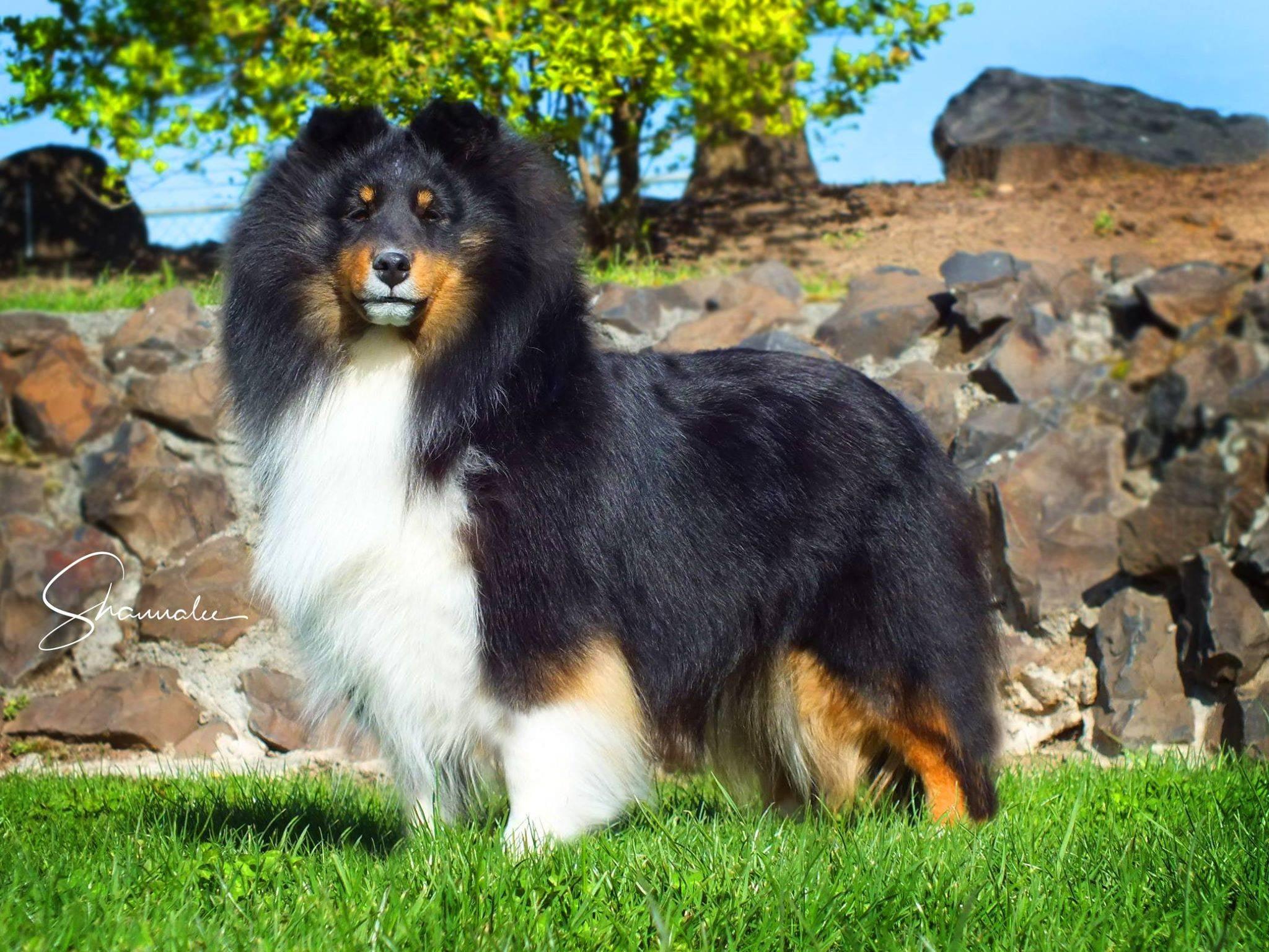 Iona Shelties in Idaho | Shetland Sheepdog puppies | Good Dog