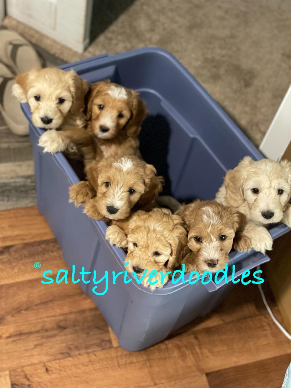 Salty River Doodles in Florida | Goldendoodle puppies | Good Dog