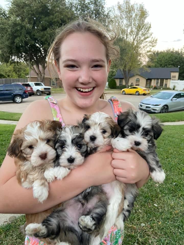 Havanese Happiness in Texas | Havanese puppies | Good Dog