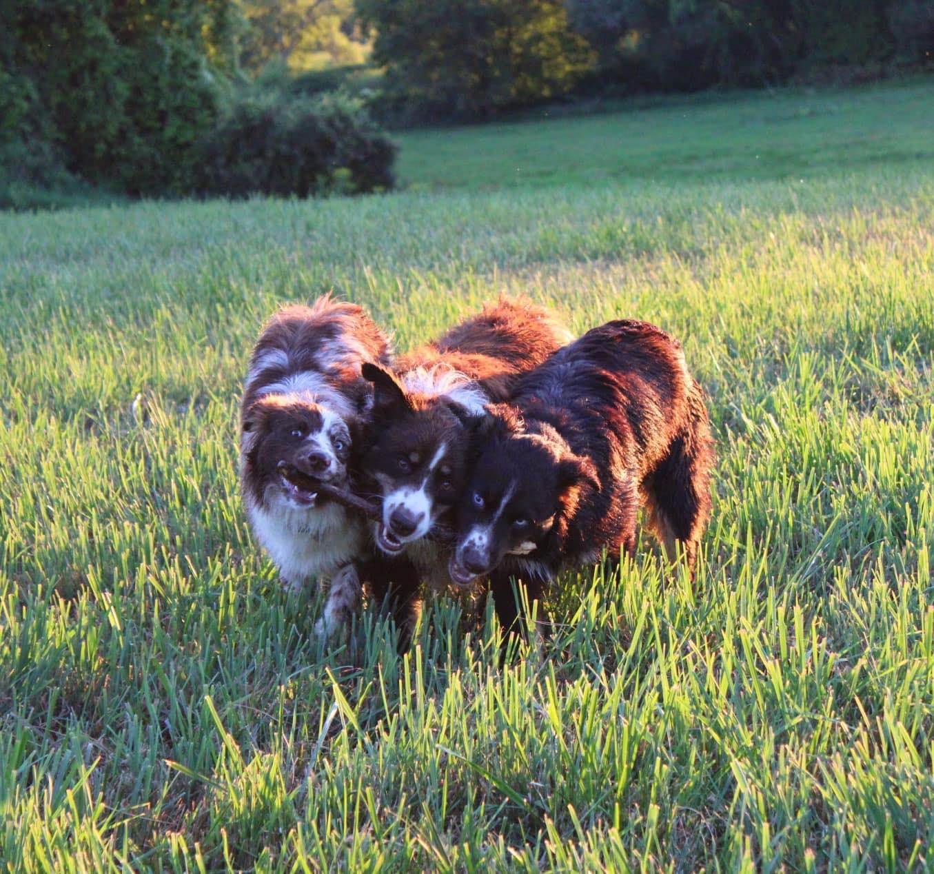 Twisted Wire Australian Shepherds in New York | Australian Shepherd ...