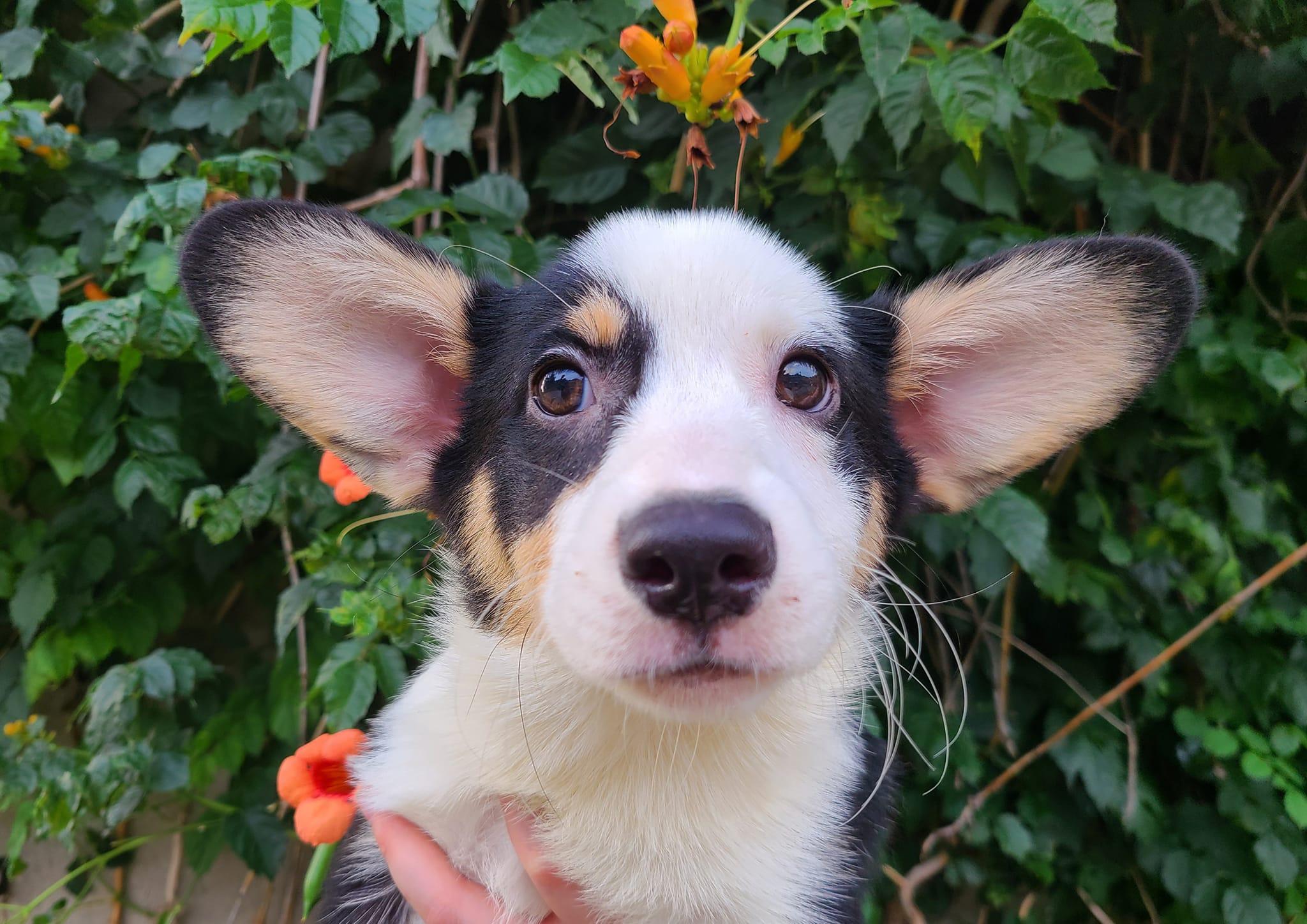 Penny Lane Corgis in Missouri | Pembroke Welsh Corgi puppies | Good Dog