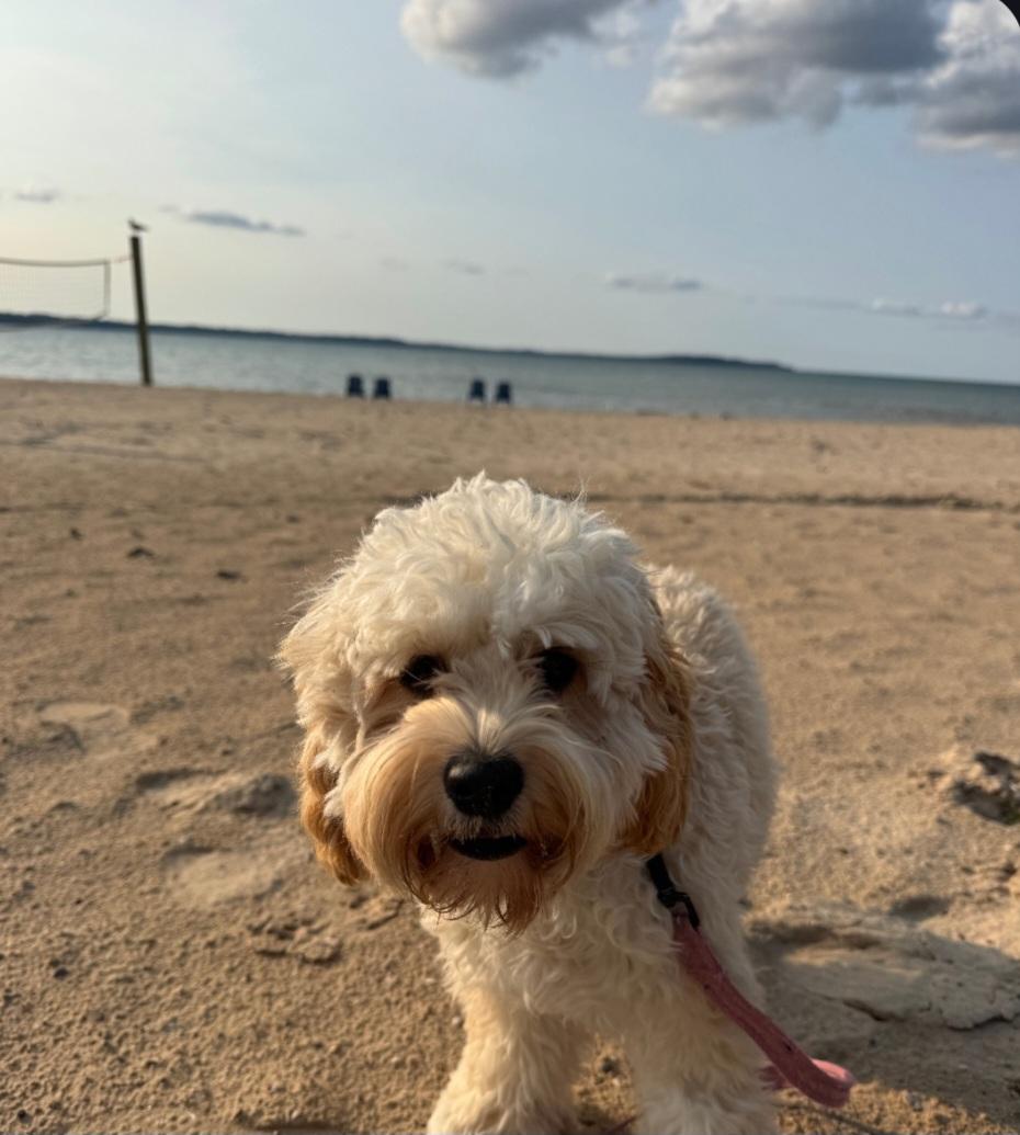 Lake Michigan Couture Cavapoos & Cockapoos in Michigan | Cavapoo and ...
