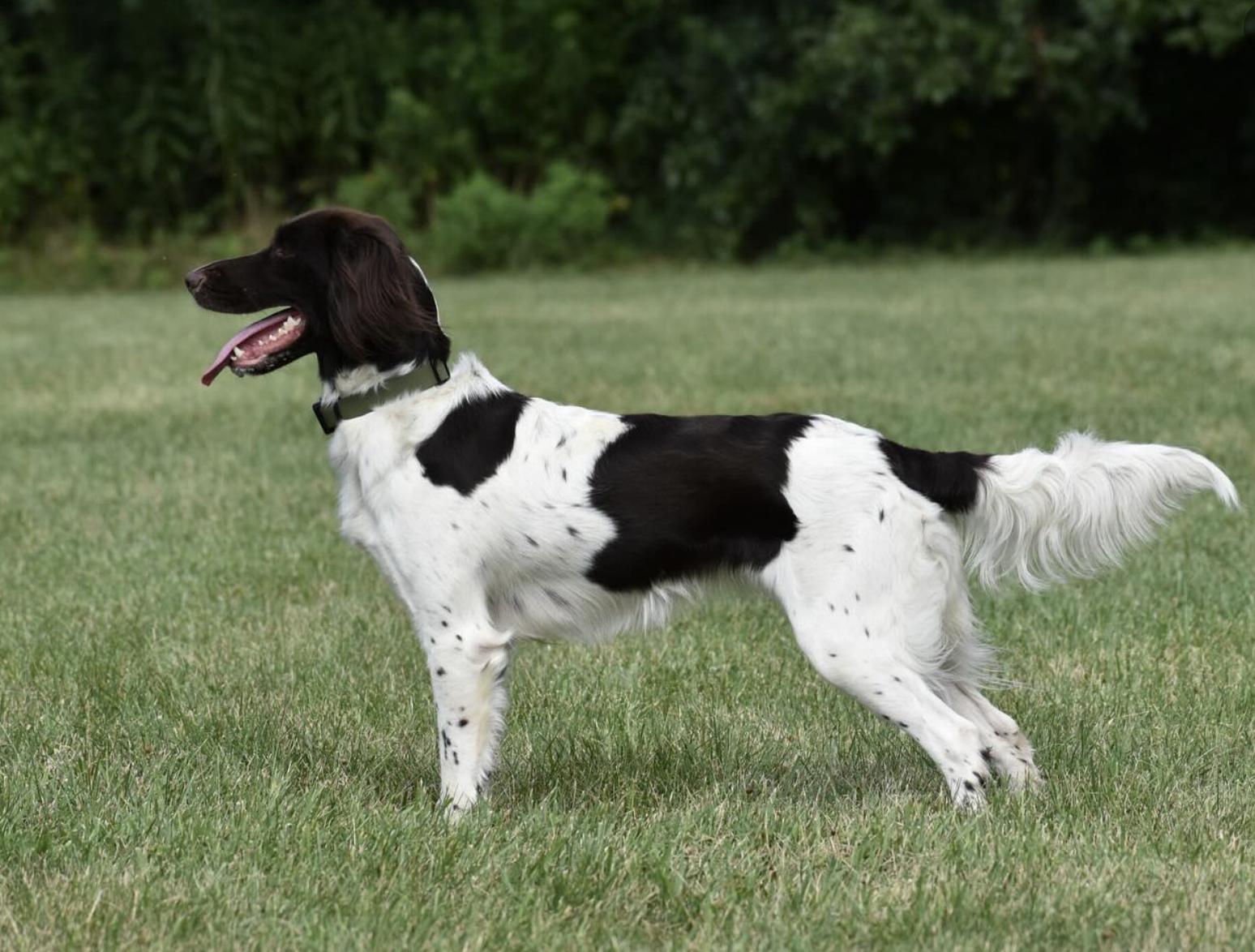 Iron Oak Kennels (v.d. Eiseneiche) in Pennsylvania | Kleine ...