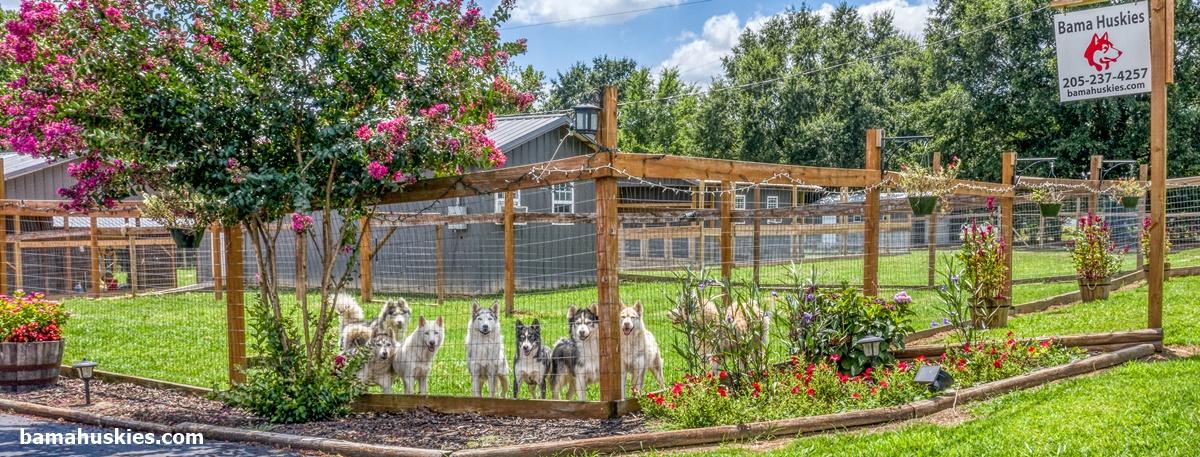 Bama Huskies in | Siberian Husky puppies | Good Dog