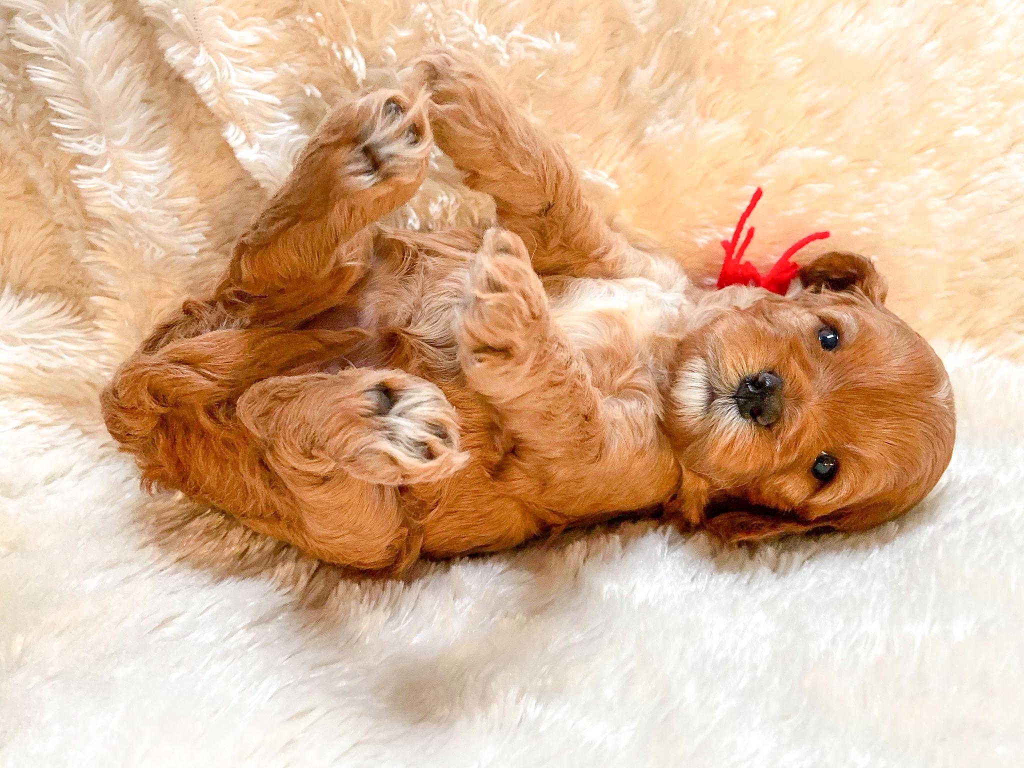 Sleeping Bear Kennels in Michigan | Cavapoo and Poodle puppies | Good Dog