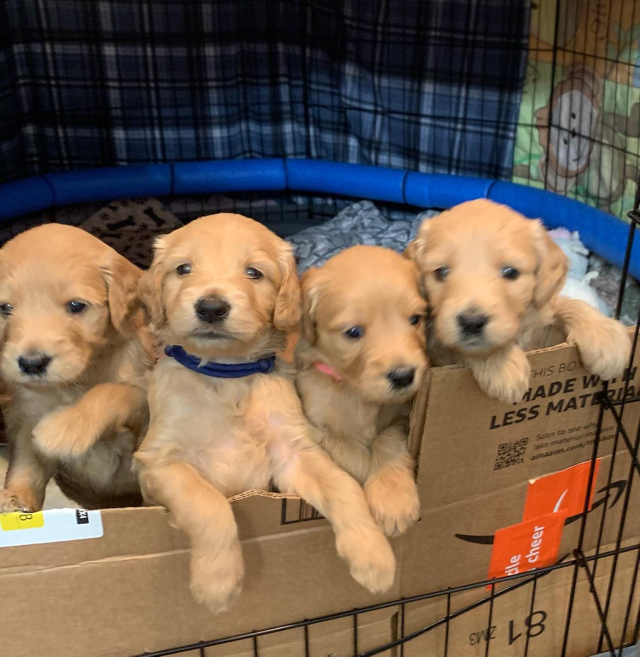 Spring Doodles in Texas | Goldendoodle puppies | Good Dog
