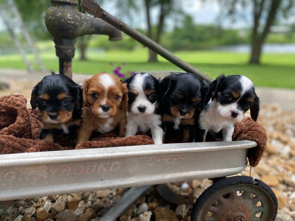Cav.ish's Missouri Cavaliers, Cavapoos, and Miniature Poodles in ...