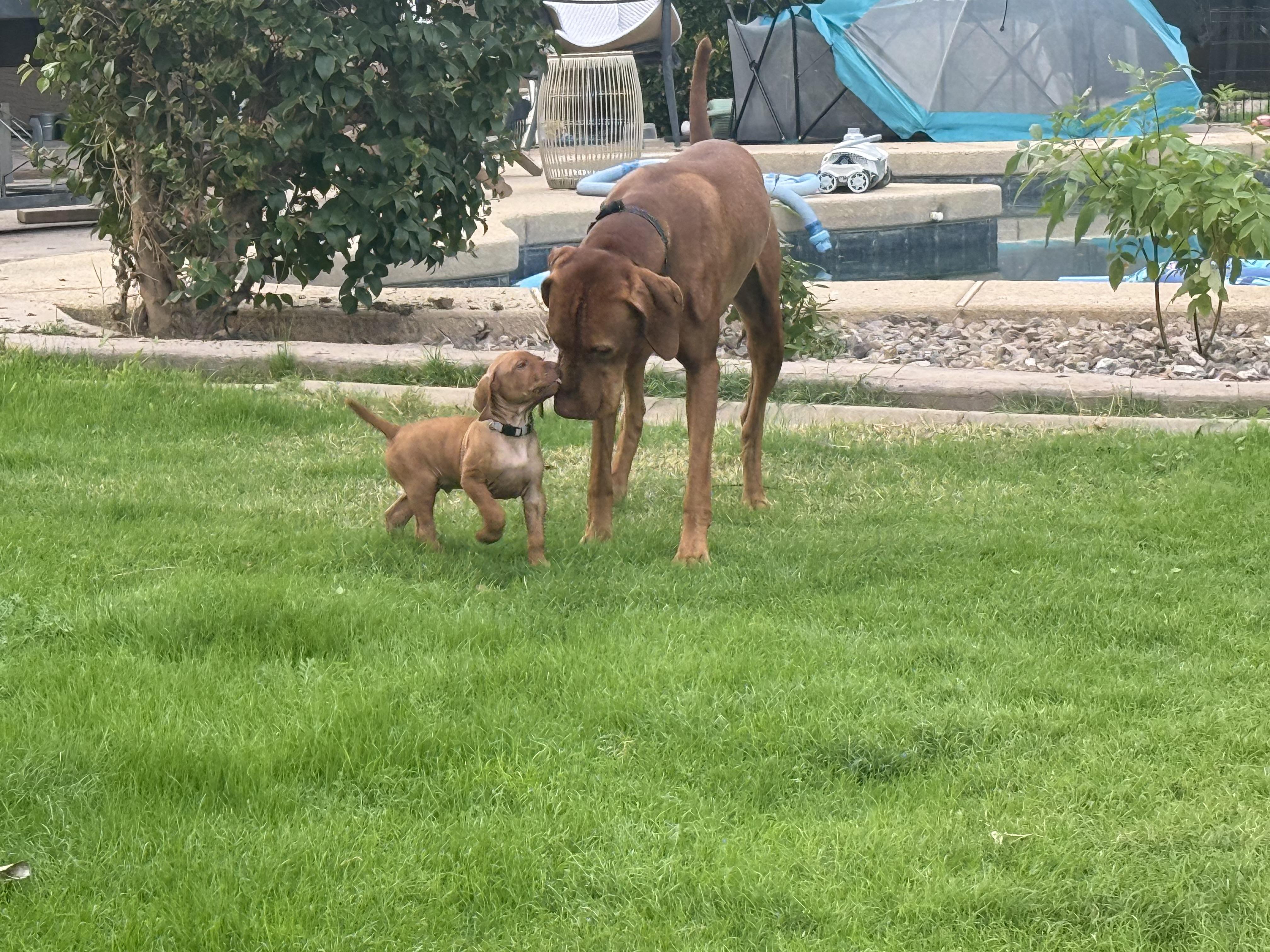 Summit Vizslas in Arizona | Vizsla puppies | Good Dog