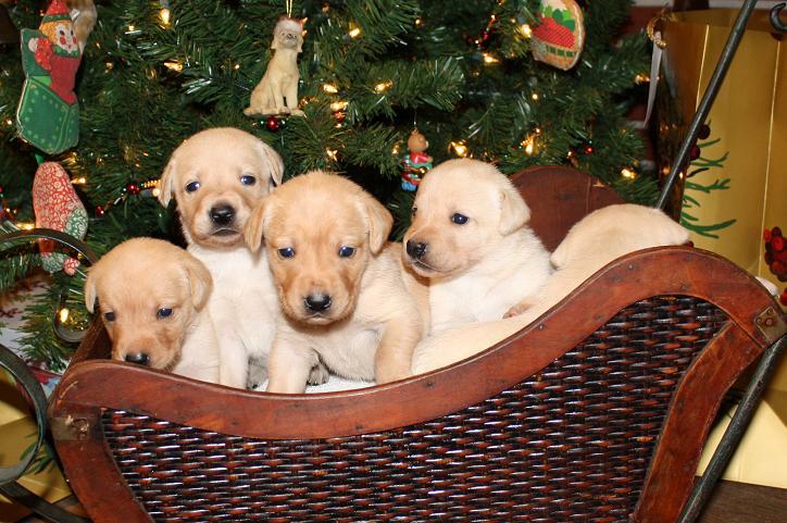 Cedar Swamp Retrievers in South Carolina | Labrador Retriever puppies ...