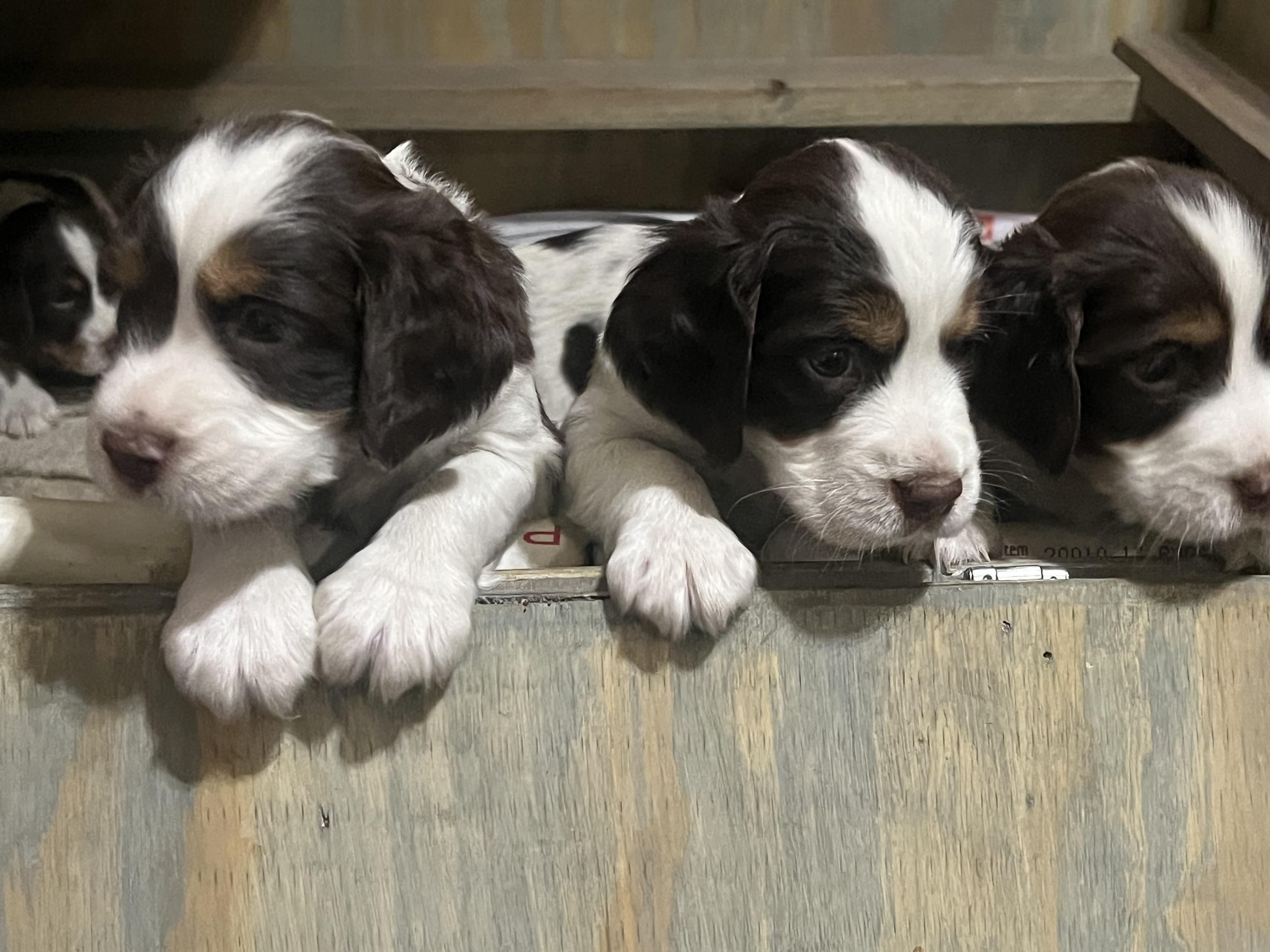 Desert Shadow Springers in Arizona | English Springer Spaniel puppies ...