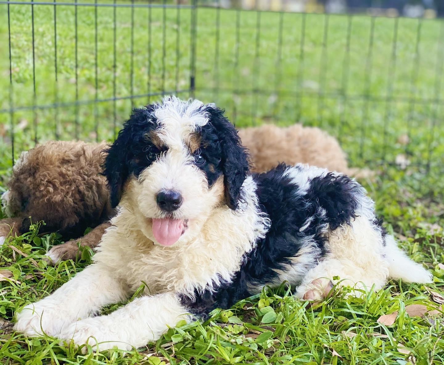 Prime Time Bernedoodles in Florida | Bernedoodle puppies | Good Dog
