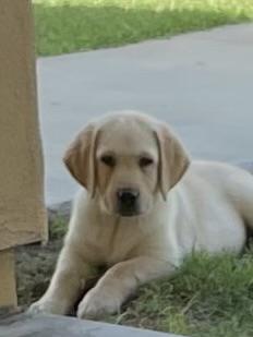 Skyline Labradors in Arizona | Labrador Retriever puppies | Good Dog