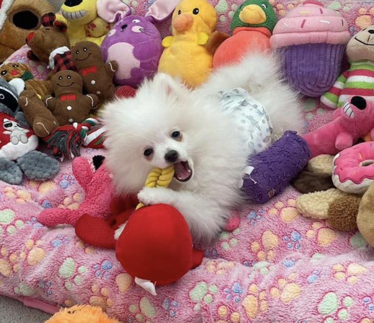 My Baby Poms in Florida | Pomeranian puppies | Good Dog