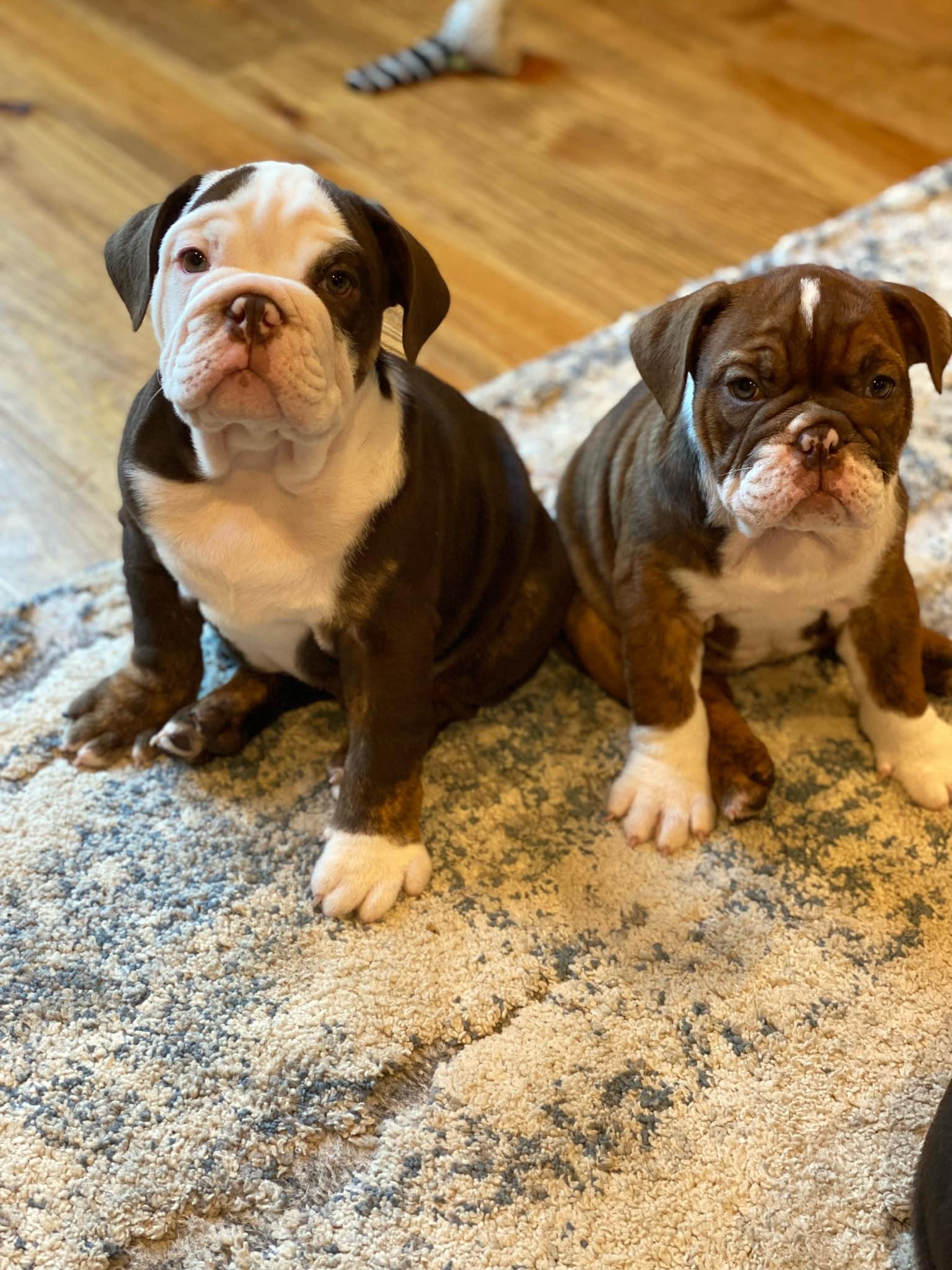 Rankin Hometown Bullies in Mississippi | Bulldog puppies | Good Dog