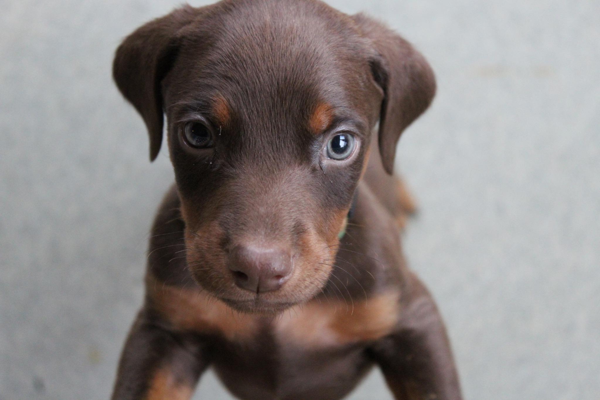 Dana's Dobies in Missouri | Doberman Pinscher puppies | Good Dog