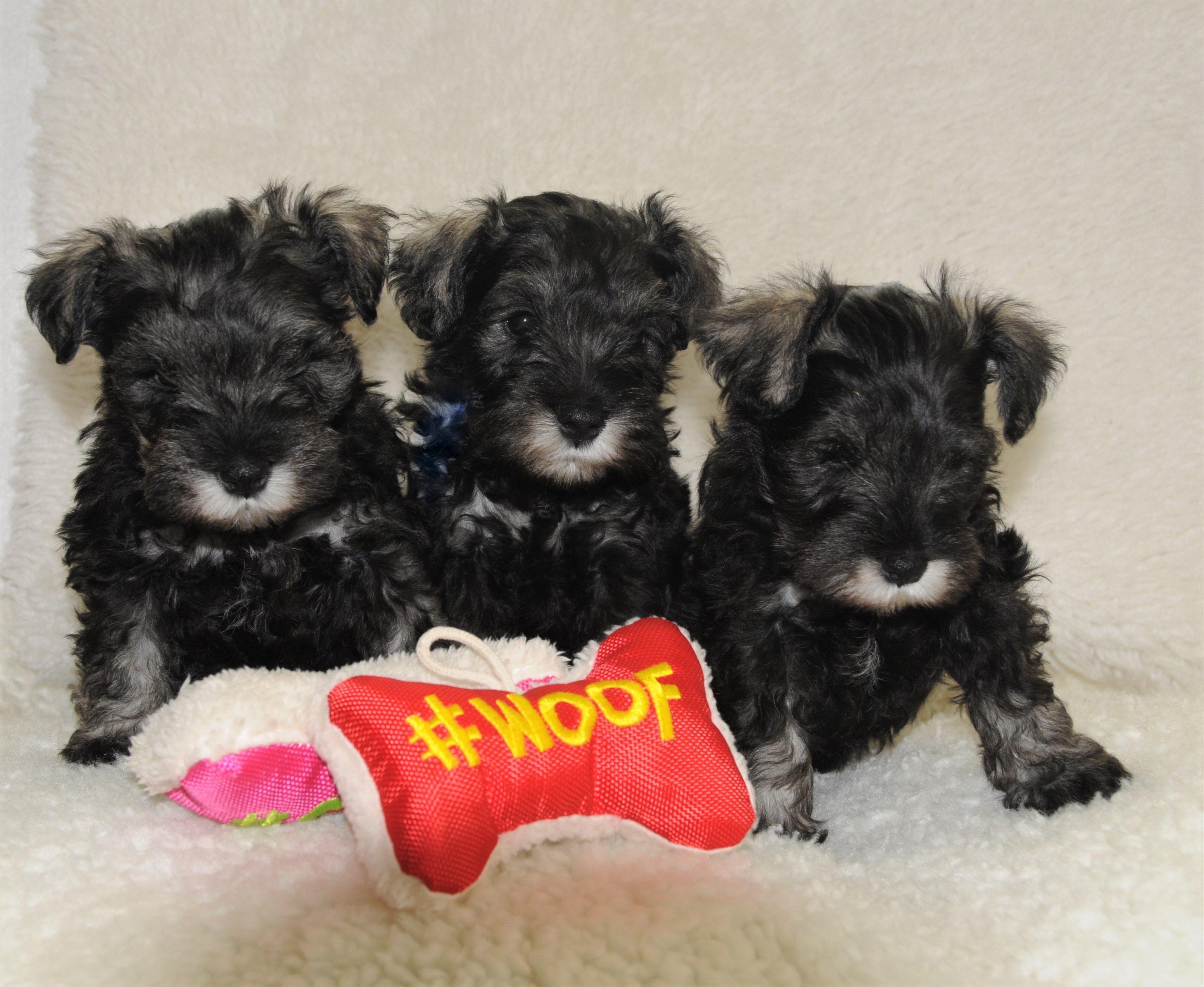 Alpen Mini Schnauzers, Salt Lake City in Utah | Miniature Schnauzer ...
