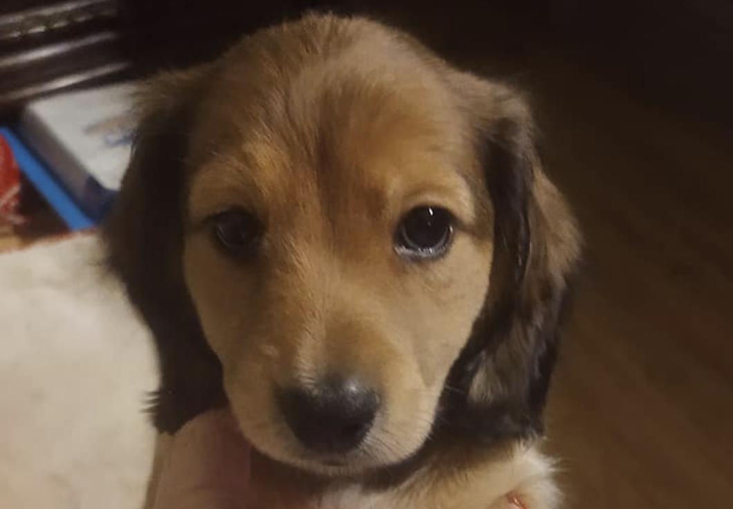 LowRider Kennels in North Carolina | Dachshund and Companion Cross ...