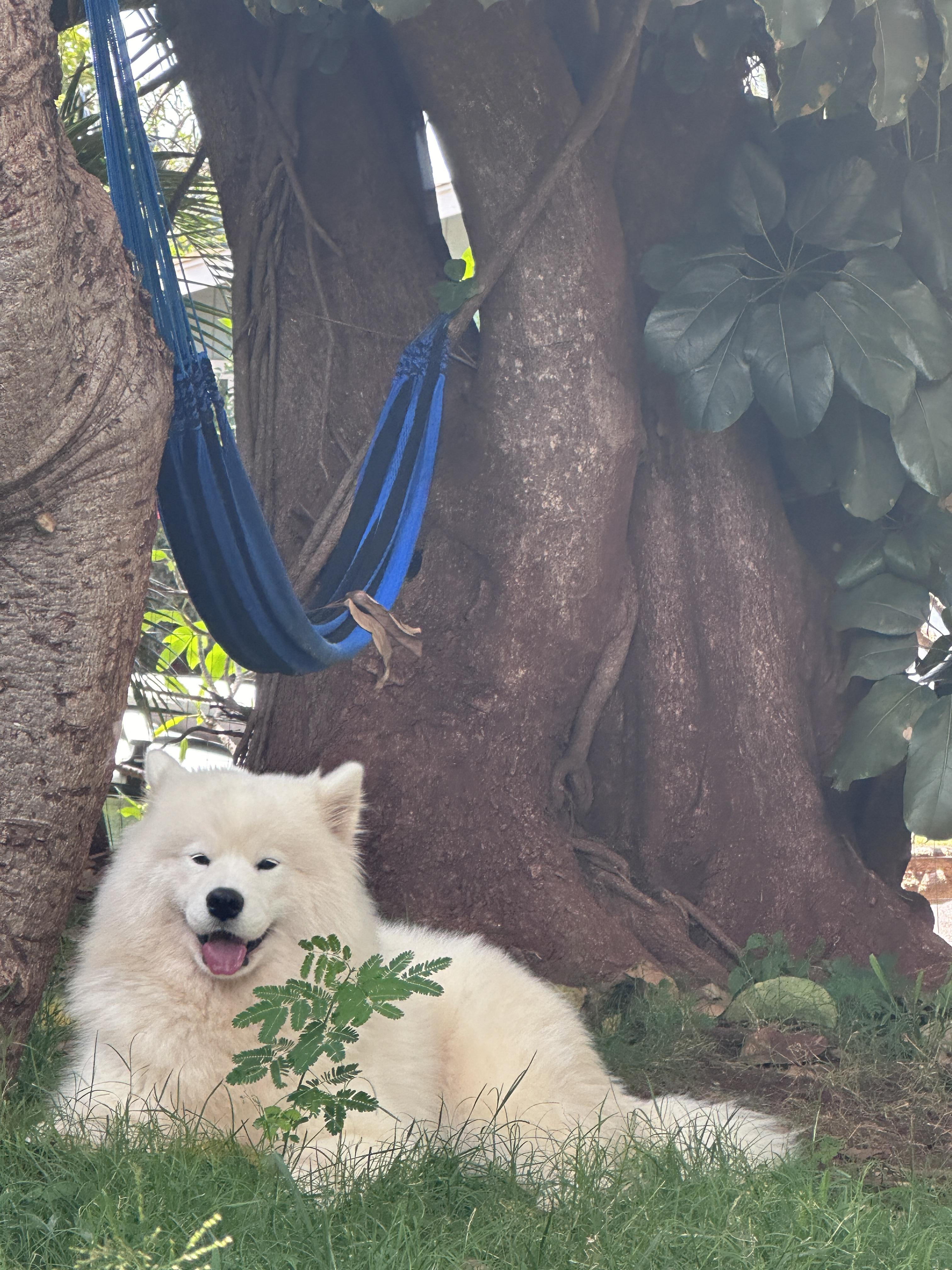 Aloha Samoyeds in Hawaii | Samoyed puppies | Good Dog