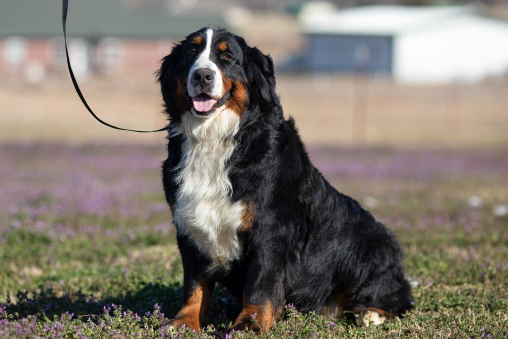 Berner Dynasty in Texas | Bernese Mountain Dog puppies | Good Dog
