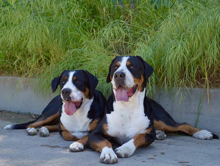 Silver Oak Swissies in California | Greater Swiss Mountain Dog puppies ...