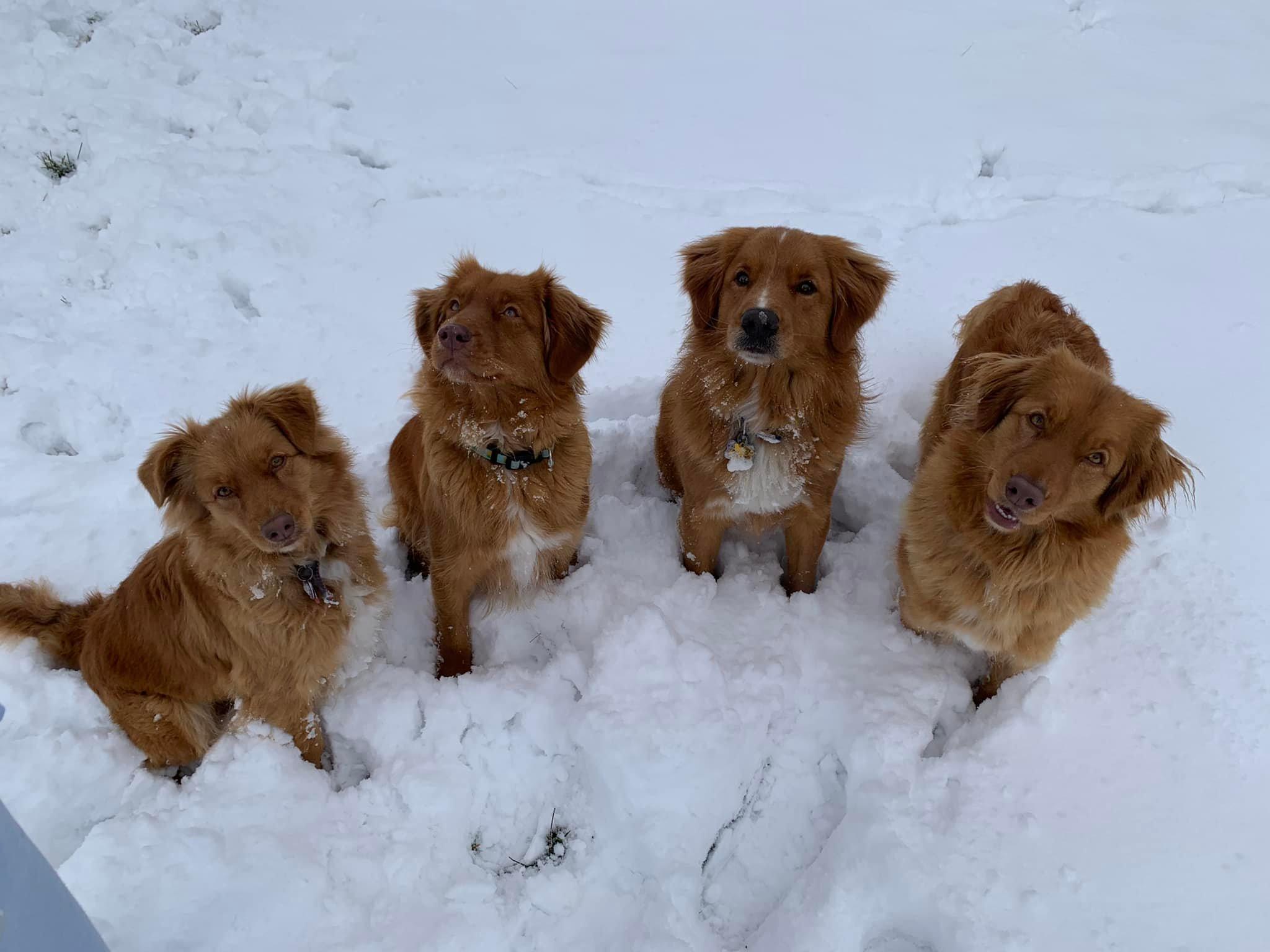 Rocky Mountain Tollers in Idaho | Nova Scotia Duck Tolling Retriever ...