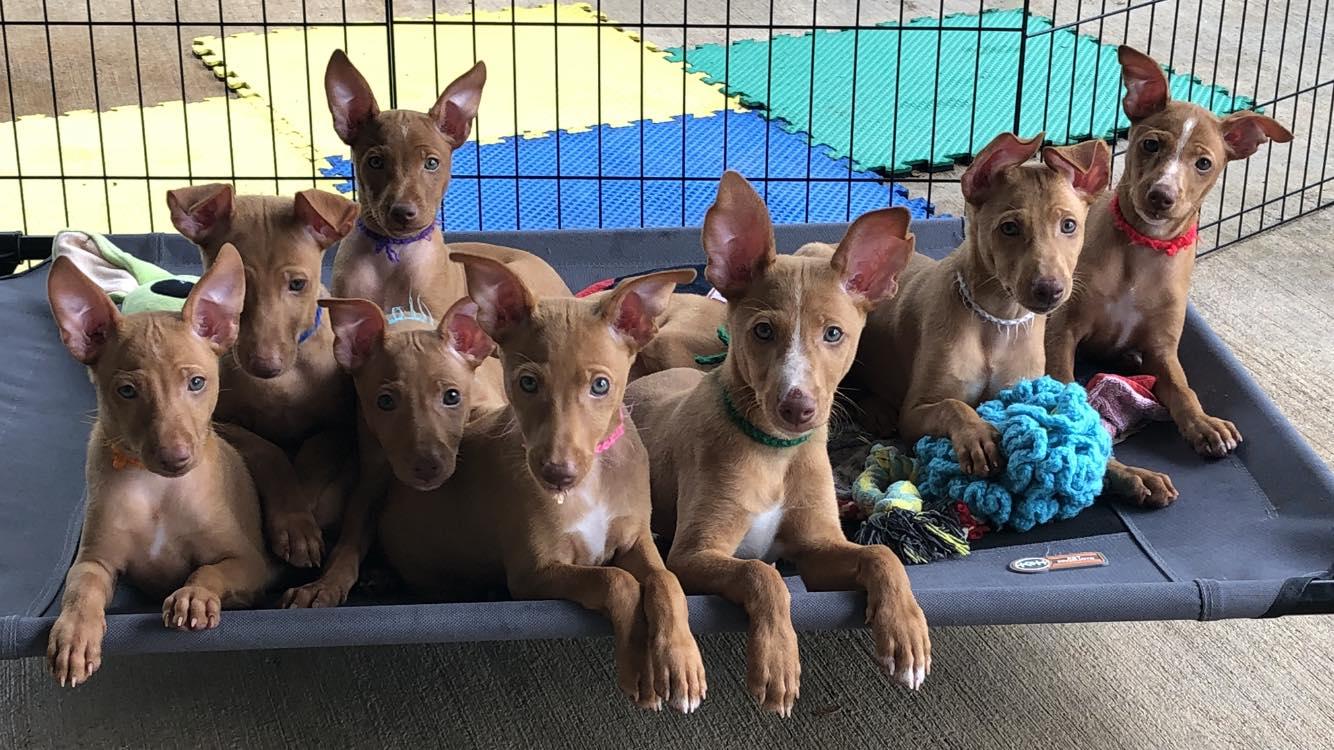 Cy'Era Cirnechi in Texas | Cirneco dell’Etna puppies | Good Dog