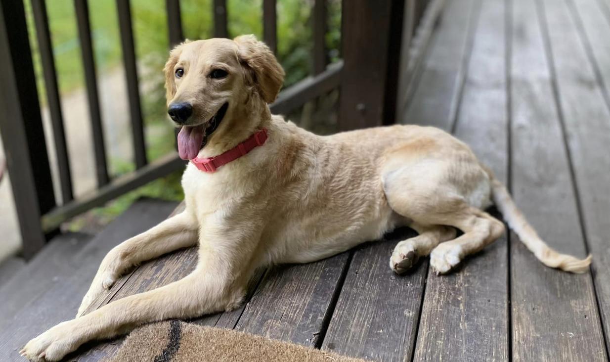 Boro Wiggles and Wags in Tennessee | Goldendoodle puppies | Good Dog