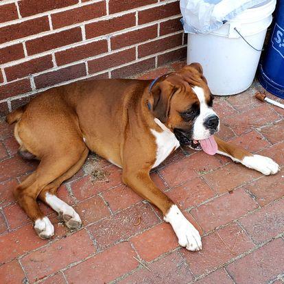 Sandy Sirabella's Boxers in Maine | Boxer puppies | Good Dog