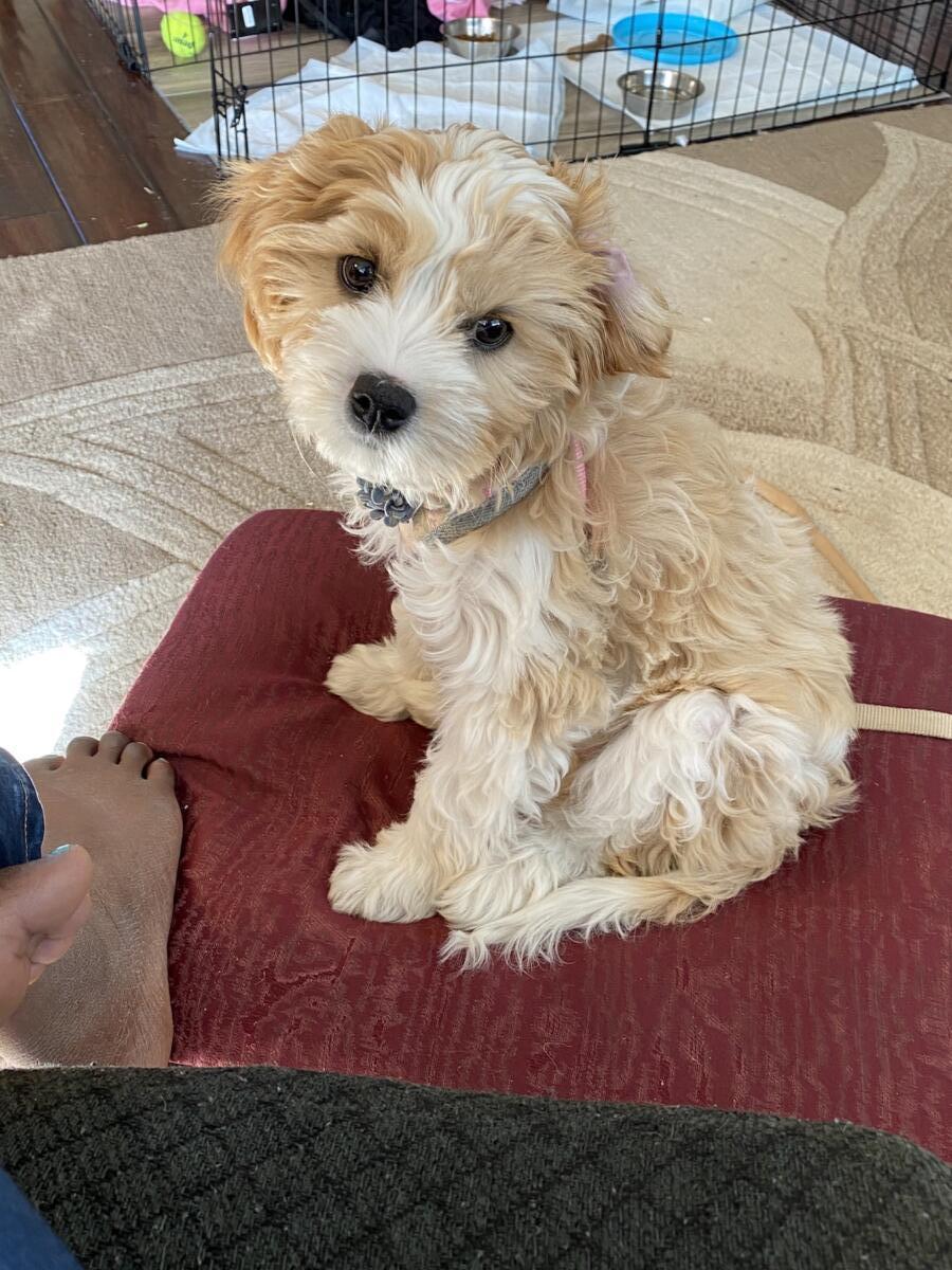 Designer Mountain Mutts in Wyoming | Cavachon puppies | Good Dog
