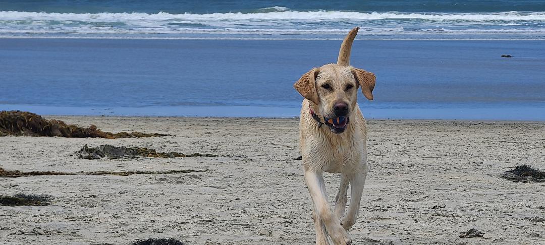 Labrador Trails in California | Labrador Retriever puppies | Good Dog