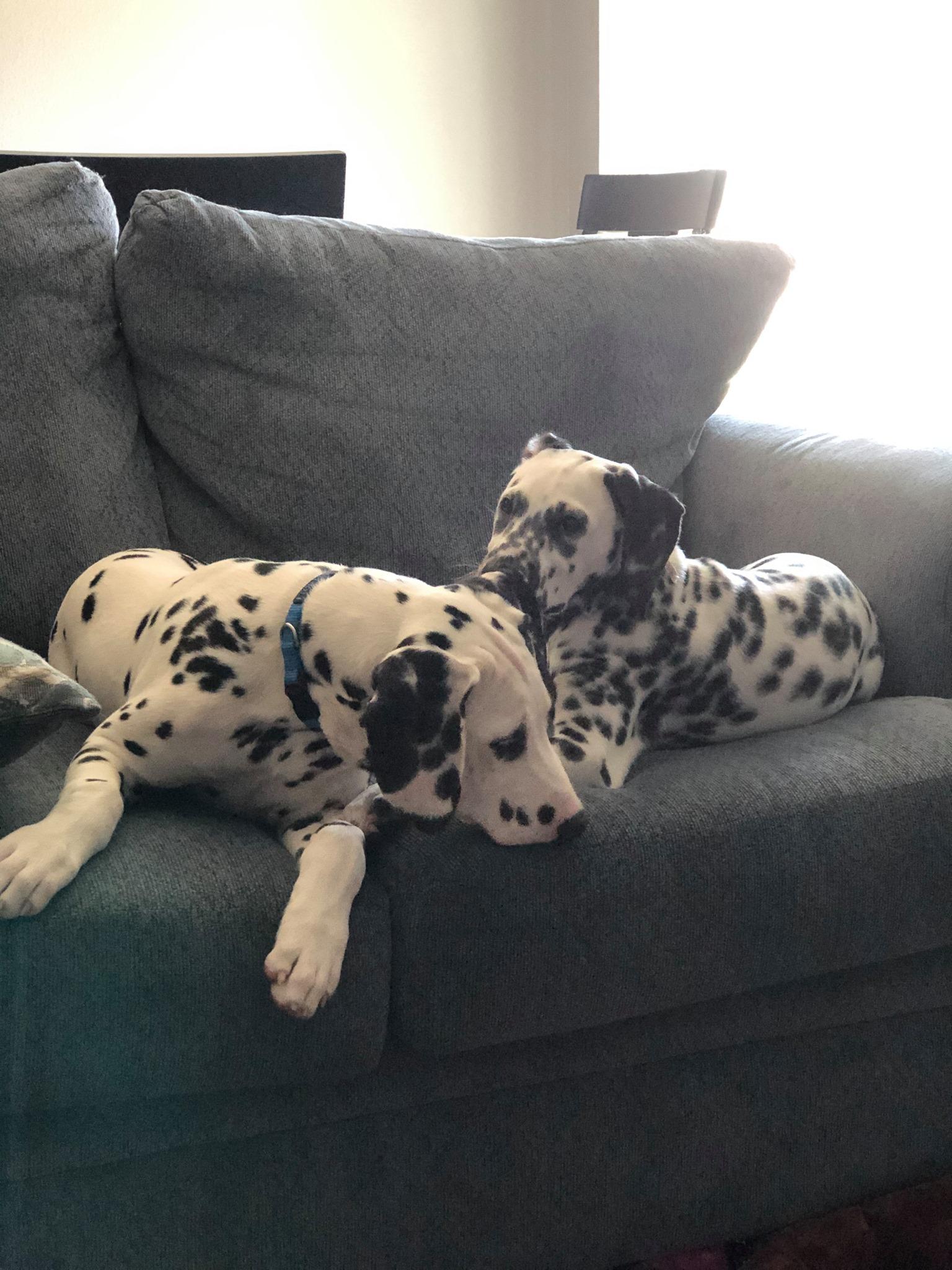 Magnolia & Sullivan Dalmatians in Florida | Dalmatian puppies | Good Dog